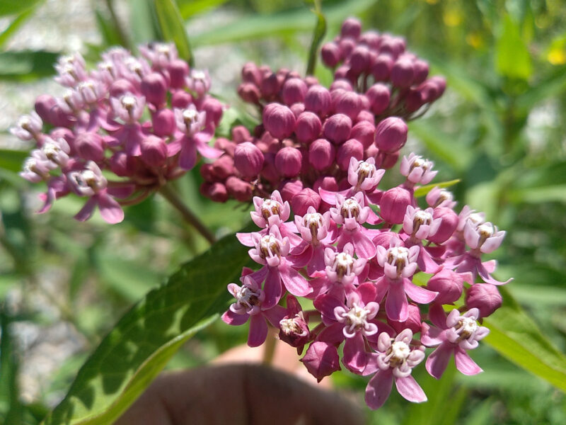 Red Milkweed – Andrew's Nursery