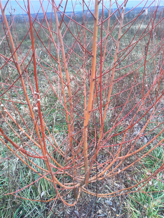 Willows – Plants and Cuttings – Andrew's Nursery