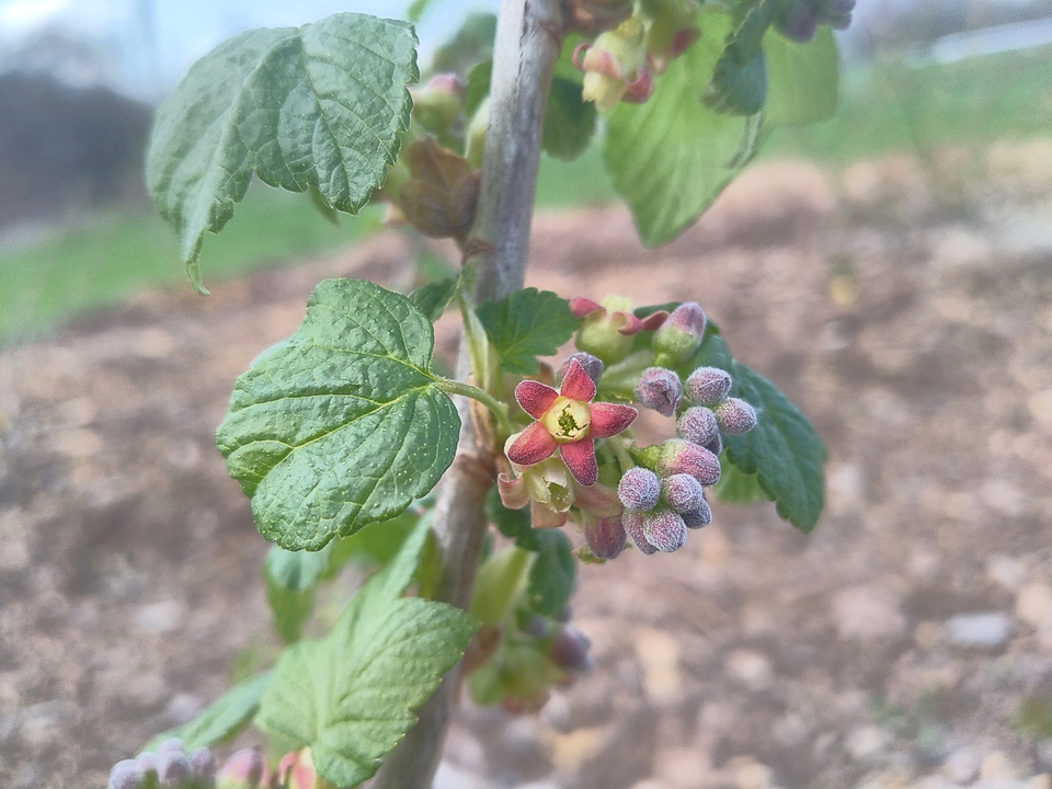 Currants and Gooseberries – Plants and Cuttings – Andrew's Nursery