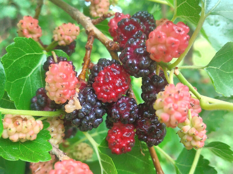 Mulberry – Seedling and Grafted – Andrew's Nursery